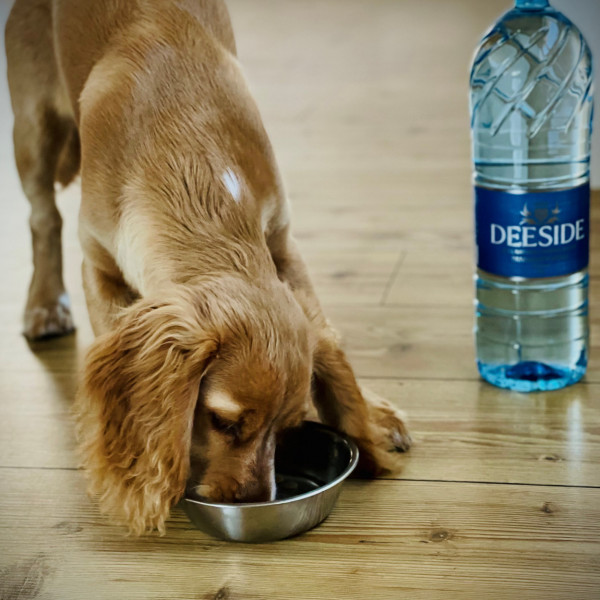 Animals and Pets | Deeside Water